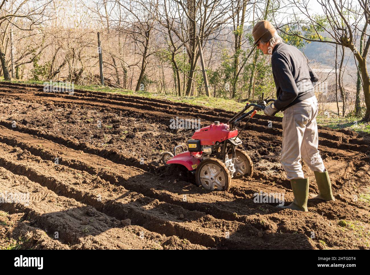 Senior man tilling ground soil with a rototiller in the garden. Spring ...