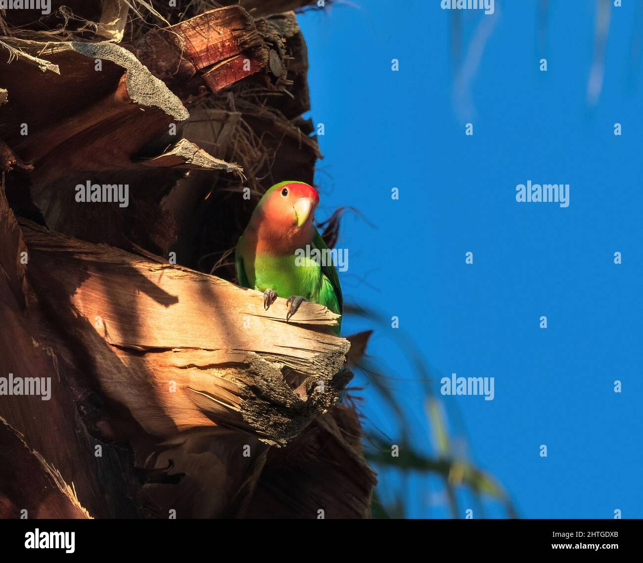 Green faced bird hi-res stock photography and images - Alamy