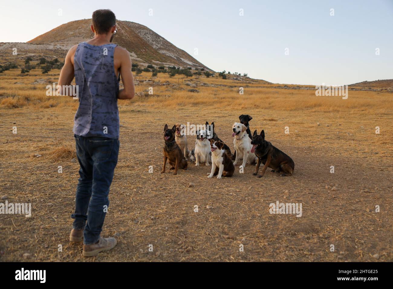 Trains dogs and a group of different dogs Stock Photo - Alamy