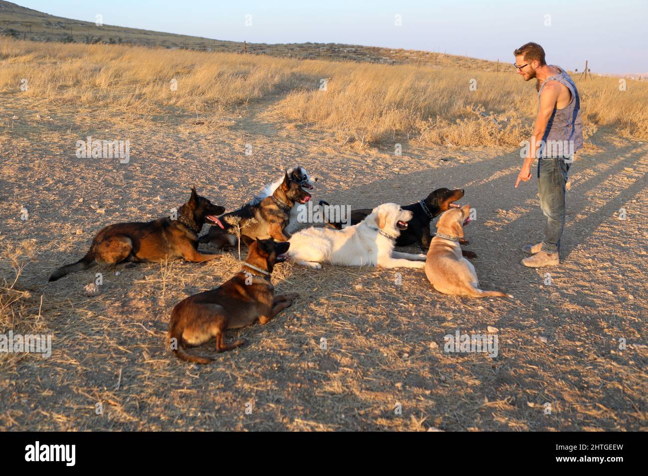 Trains dogs and a group of different dogs Stock Photo - Alamy