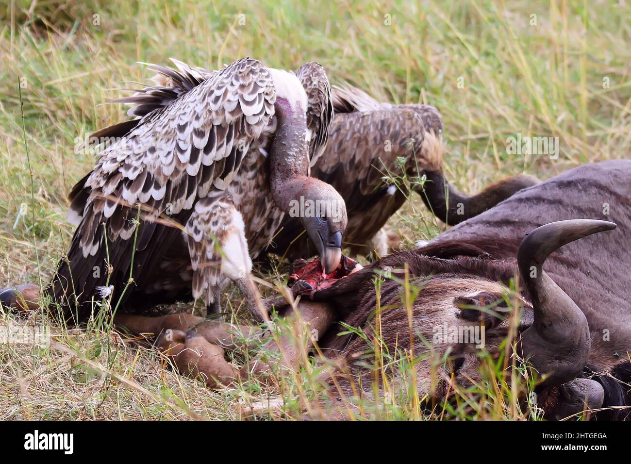 Bird eating another bird hi-res stock photography and images - Alamy