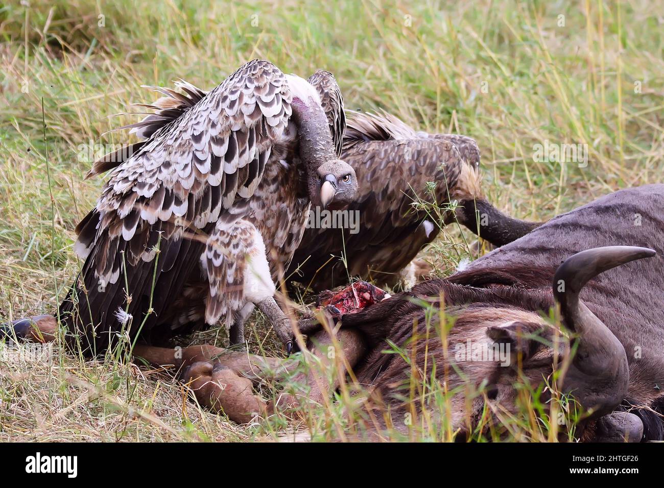 Vulture Bird Eating
