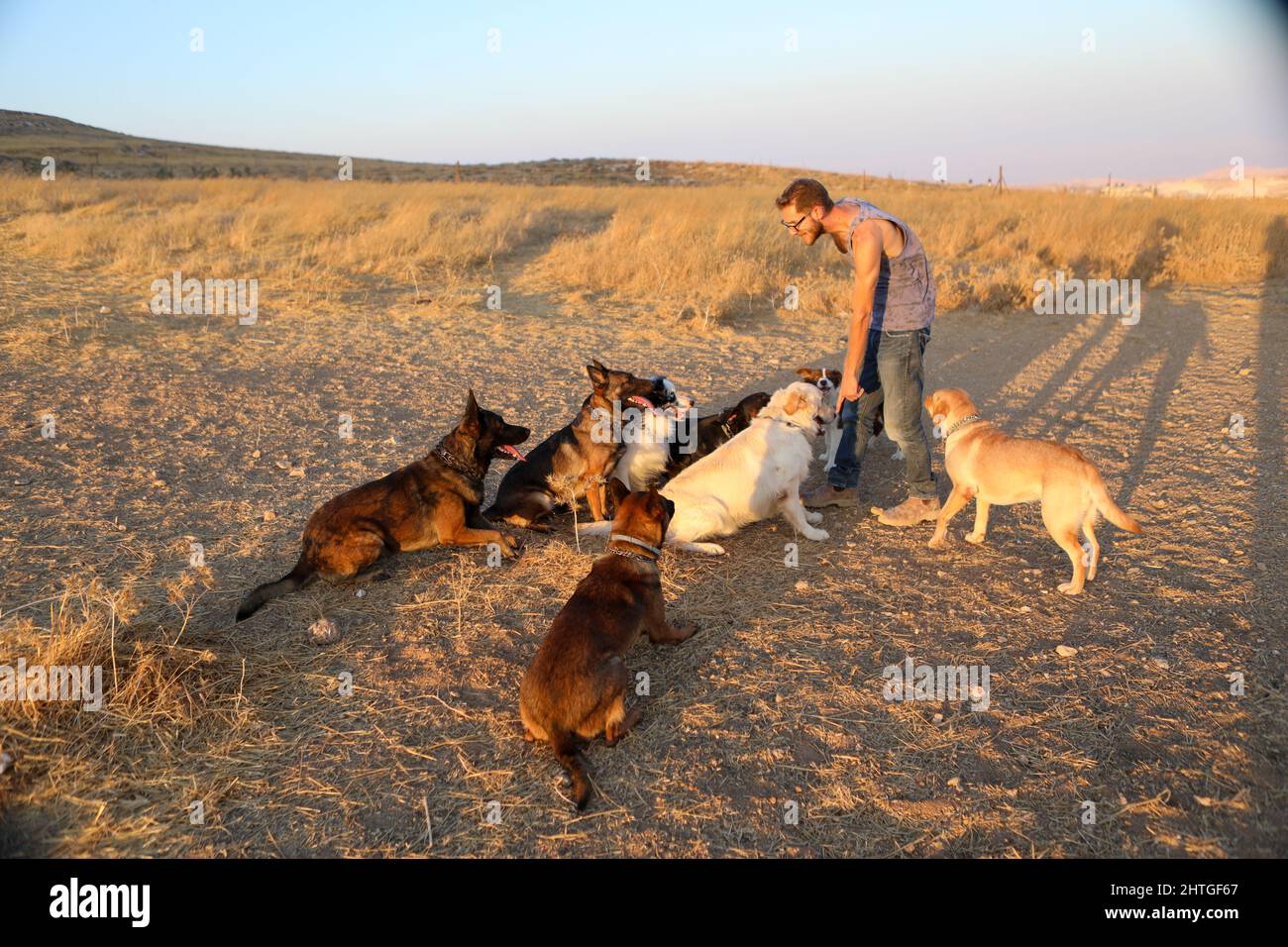 Trains dogs and a group of different dogs Stock Photo - Alamy