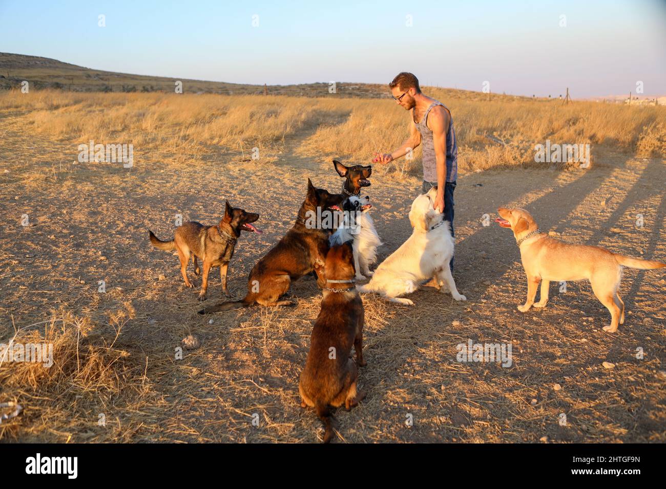 Trains dogs and a group of different dogs Stock Photo - Alamy