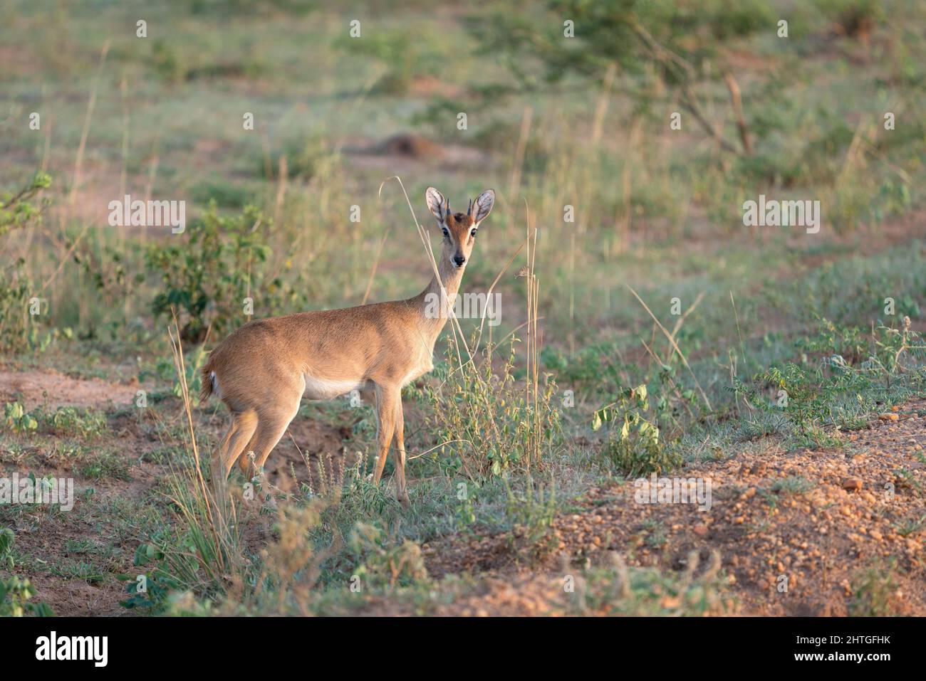 National parks cloven hoofed animal hi-res stock photography and images - Alamy