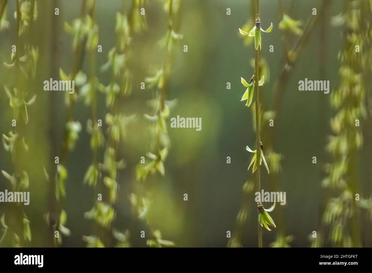 Green willow leaf hi-res stock photography and images - Alamy