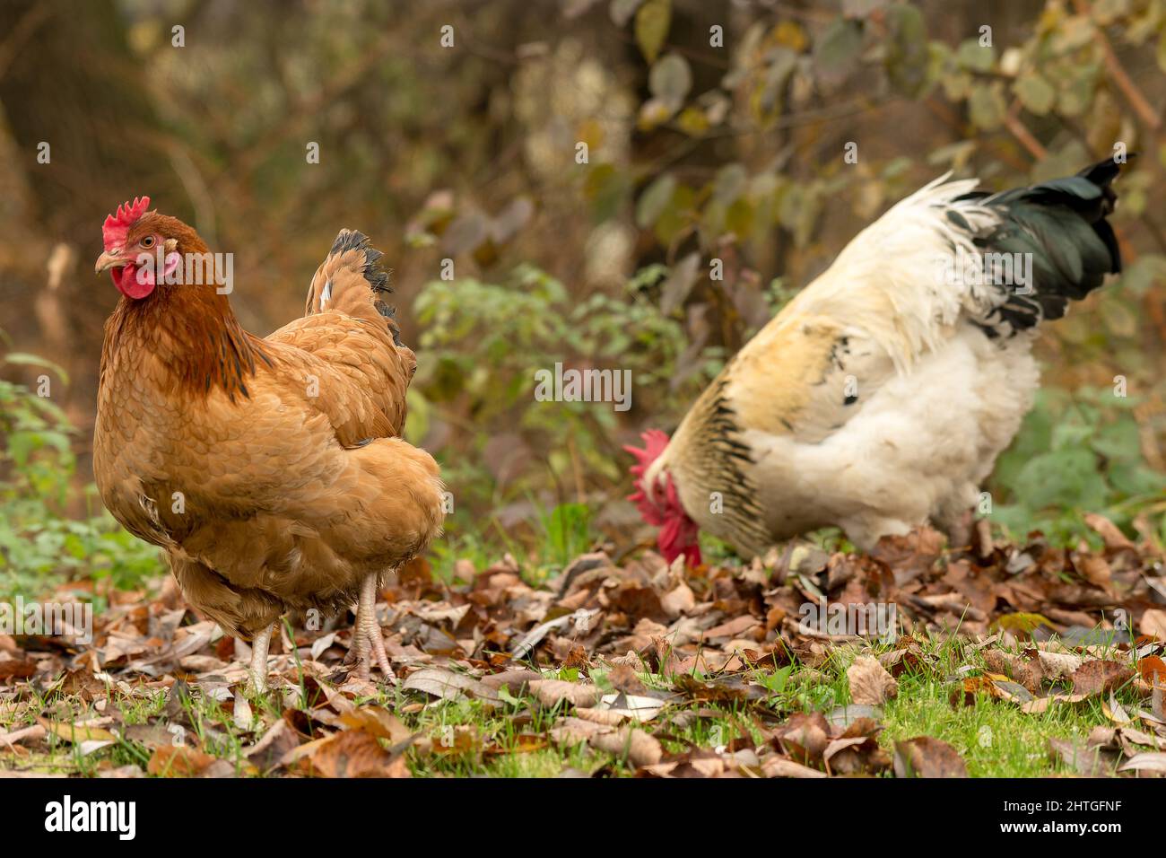 Rooster and hen hi-res stock photography and images - Alamy