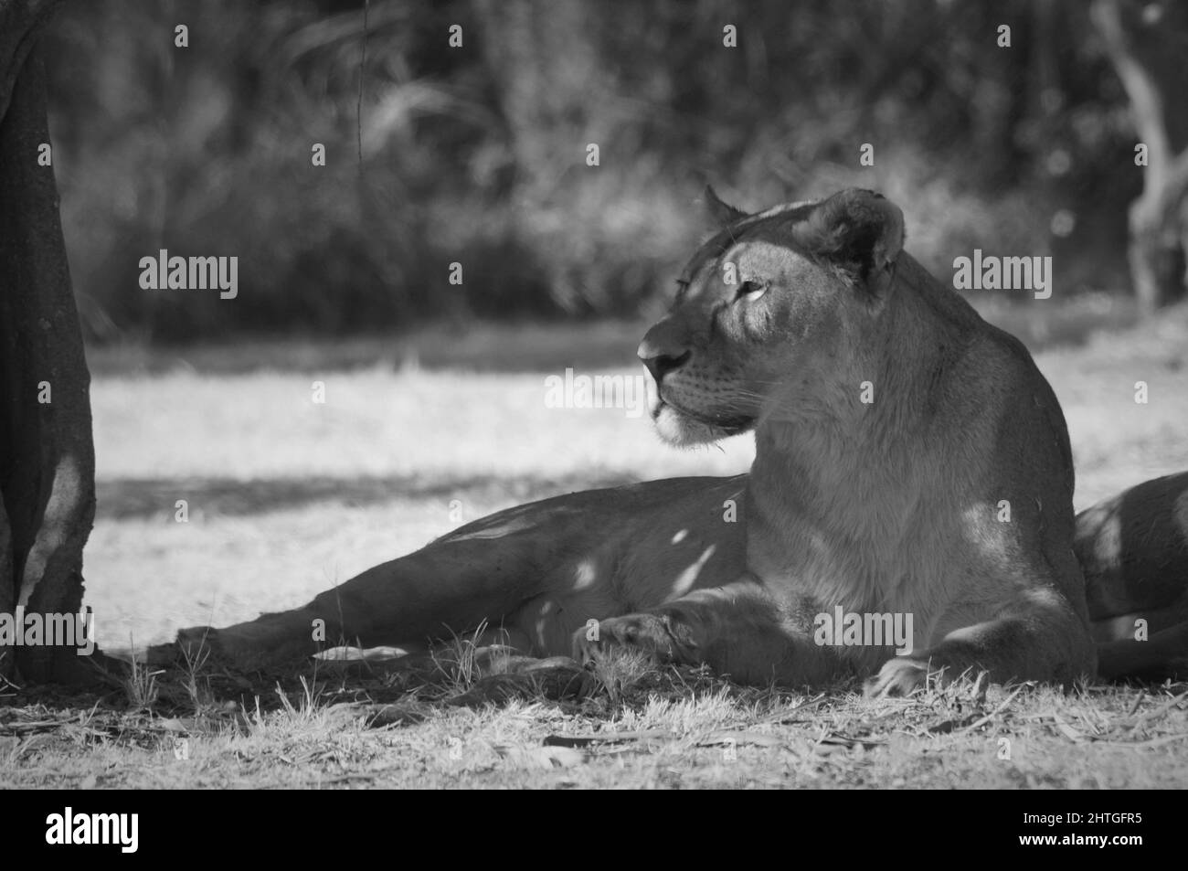 Grayscale of a beautiful lioness in a field Stock Photo - Alamy