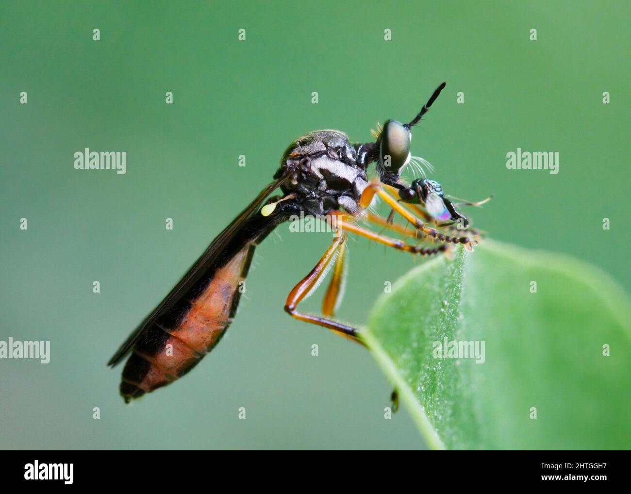 Selective focus shot of an insect on a plant Stock Photo - Alamy