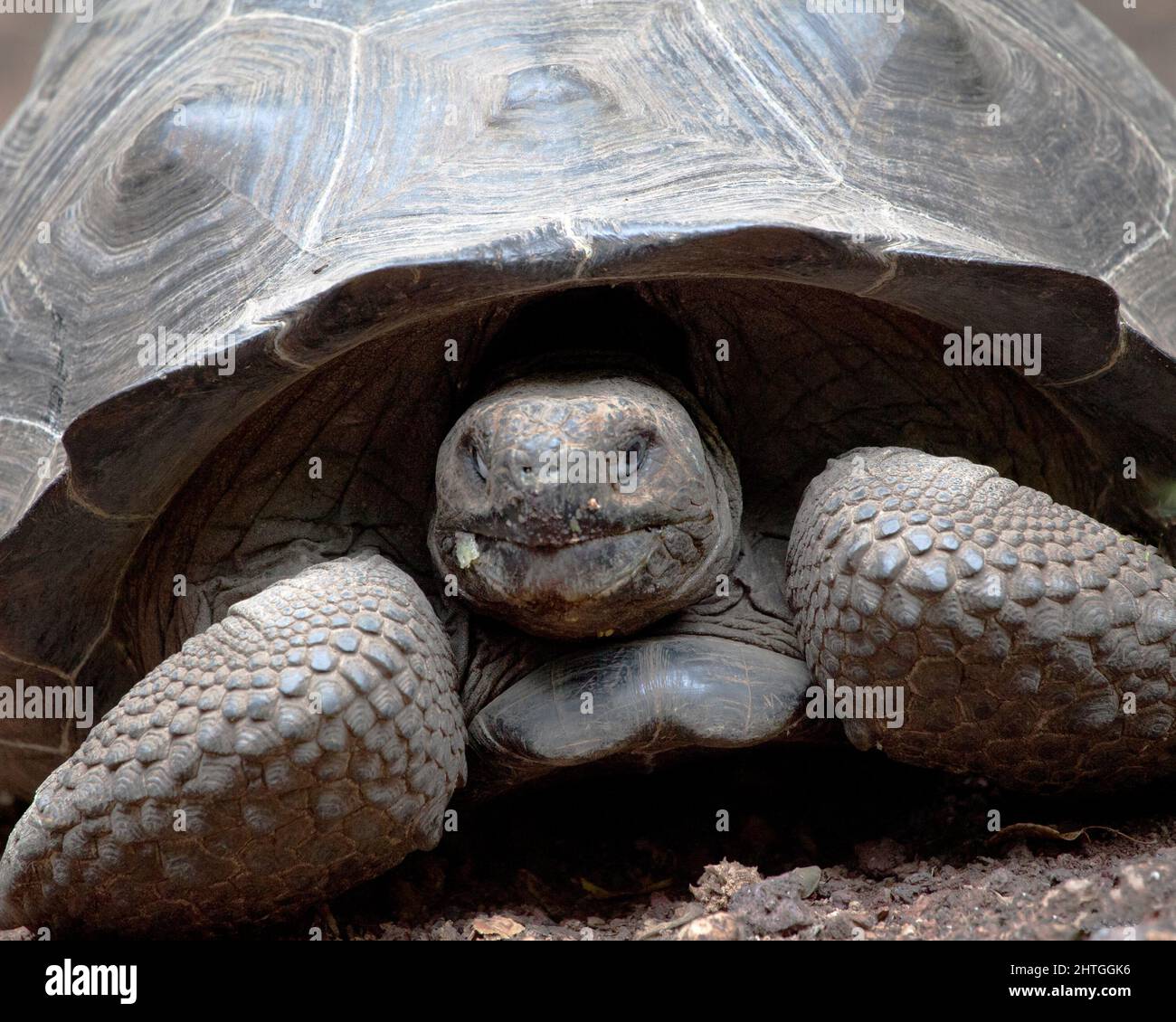 Closeup head on portrait of a Galapagos Tortoise (Chelonoidis nigra ...