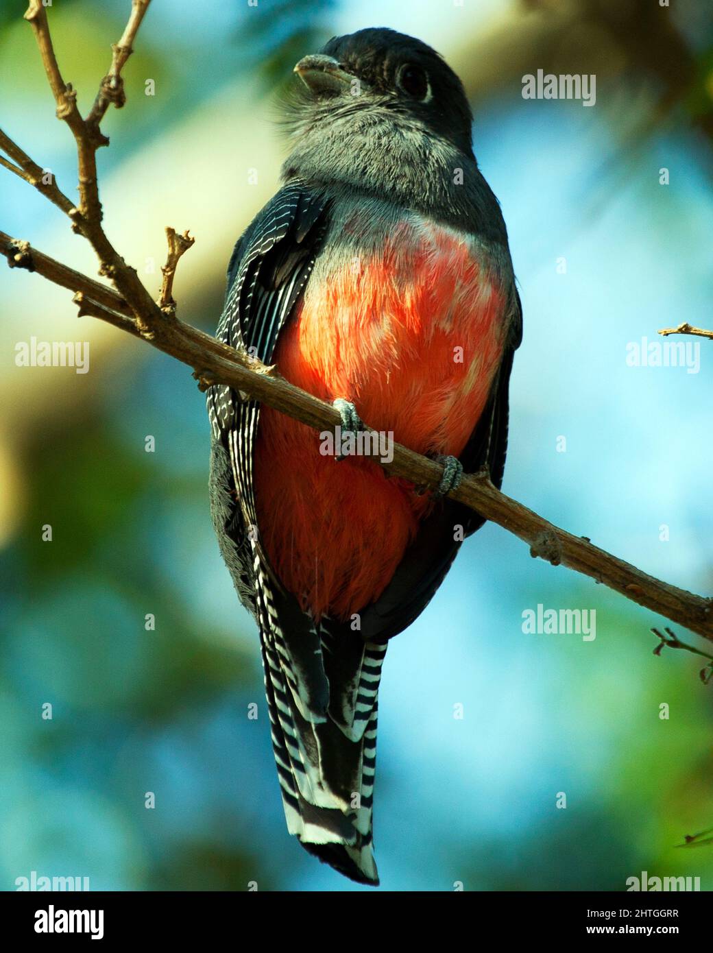 Closeup portrait of exotic and colorful bird in the Pampas del Yacuma ...