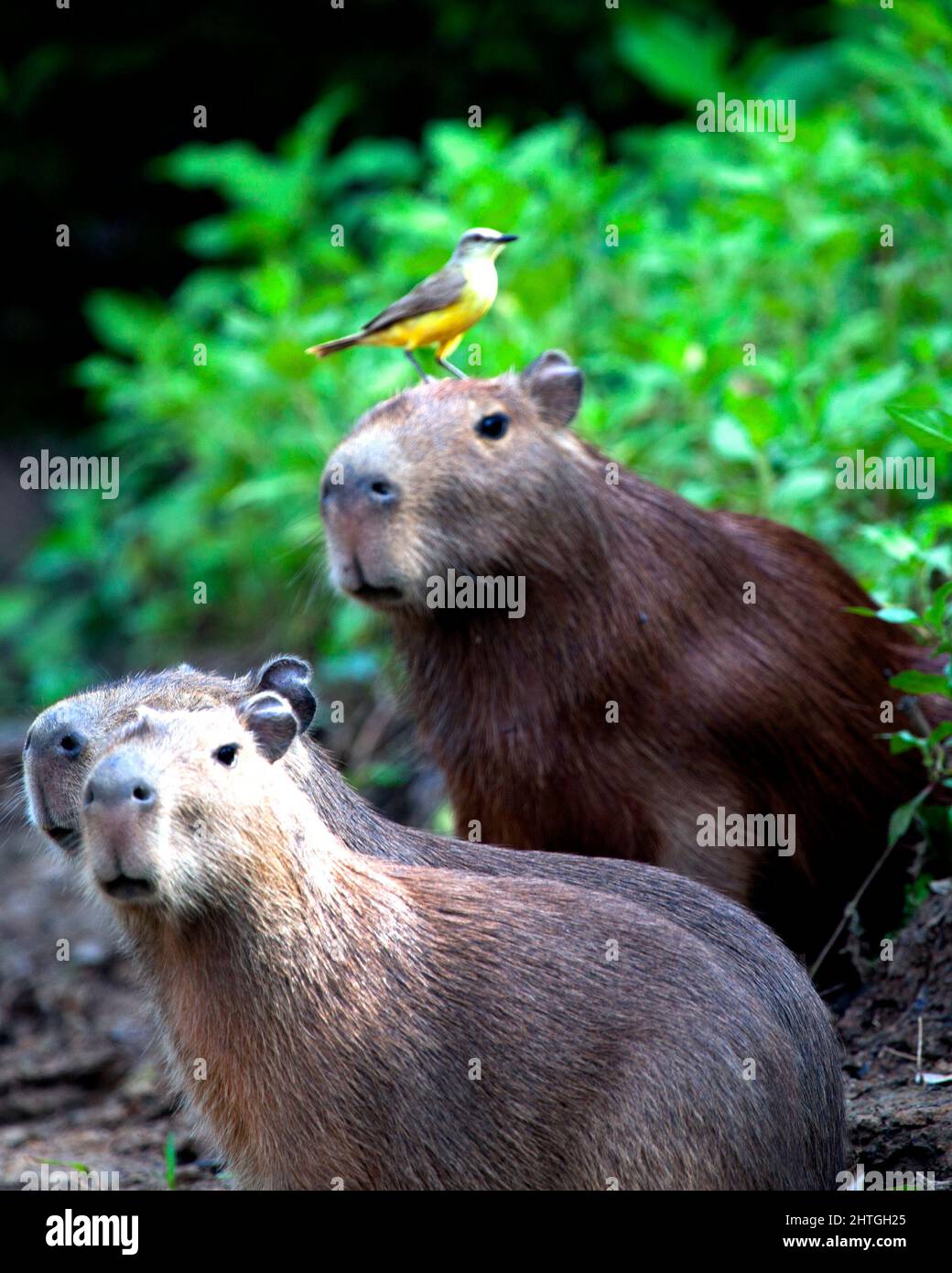 Closeup portrait of Capybara family (Hydrochoerus hydrochaeris) sitting ...