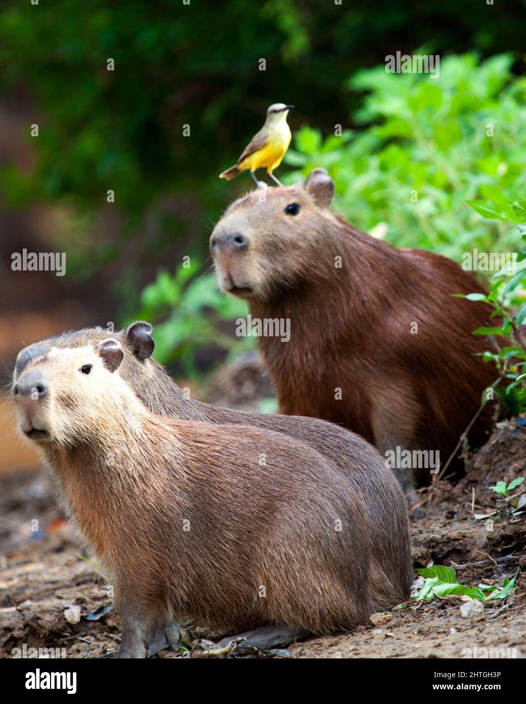Closeup portrait of Capybara family (Hydrochoerus hydrochaeris) sitting ...