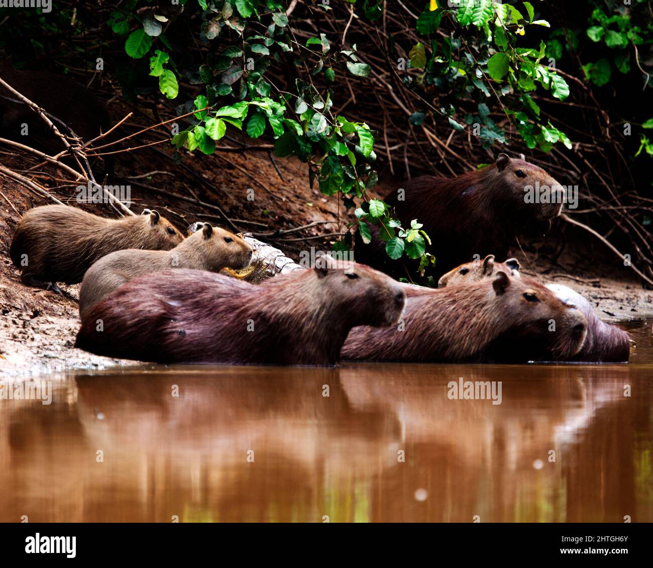 Capybara’s webbed feet hi-res stock photography and images - Alamy