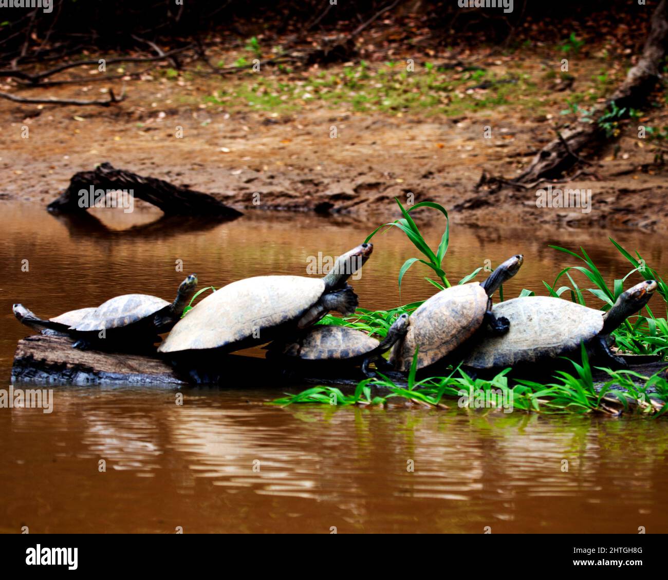 Closeup portrait of Yellow-spotted River turtles (Podocnemis unifilis ...