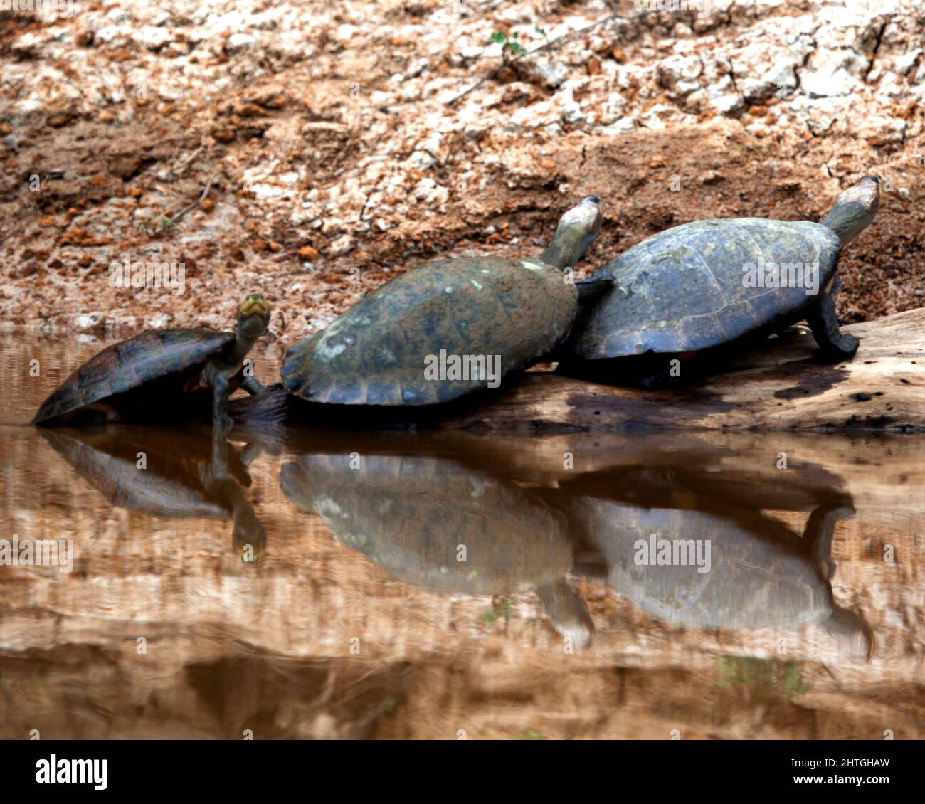Closeup portrait of Yellow-spotted River turtles (Podocnemis unifilis ...