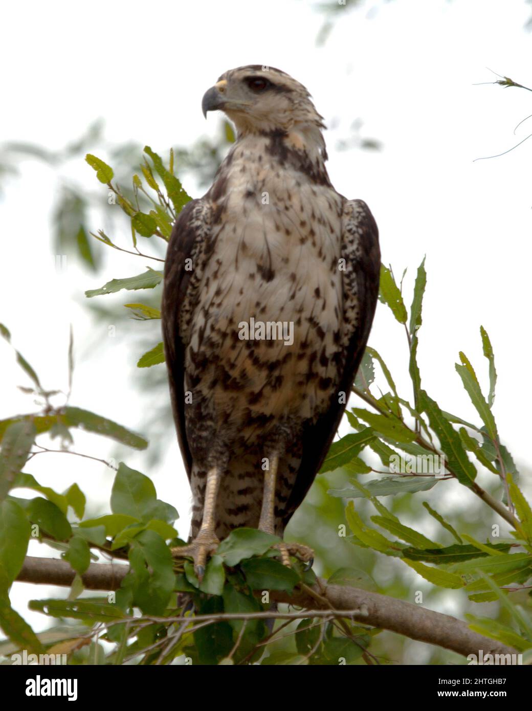 Closeup portrait of a Golden Eagle (Aquila chrysaetos) perching in ...