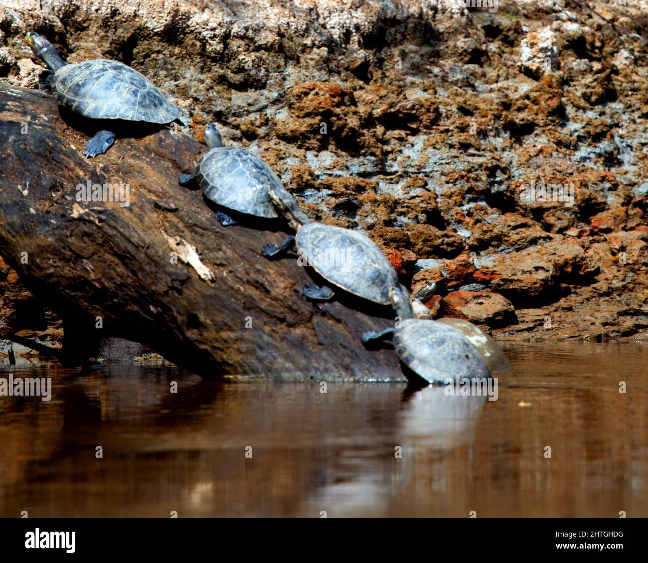 Closeup portrait of Yellow-spotted River turtles (Podocnemis unifilis ...