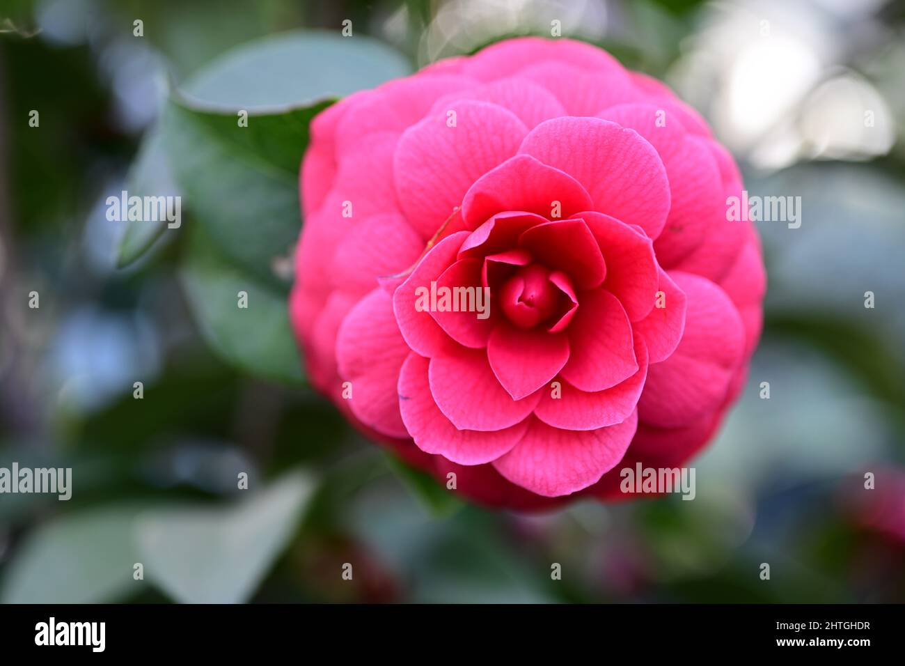 Closeup Japanese Camellia 'Kumasaka' (Camellia japonica) in a garden ...