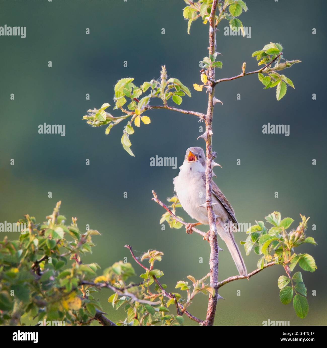 Vertical shot of a common whitethroat on a plant Stock Photo - Alamy