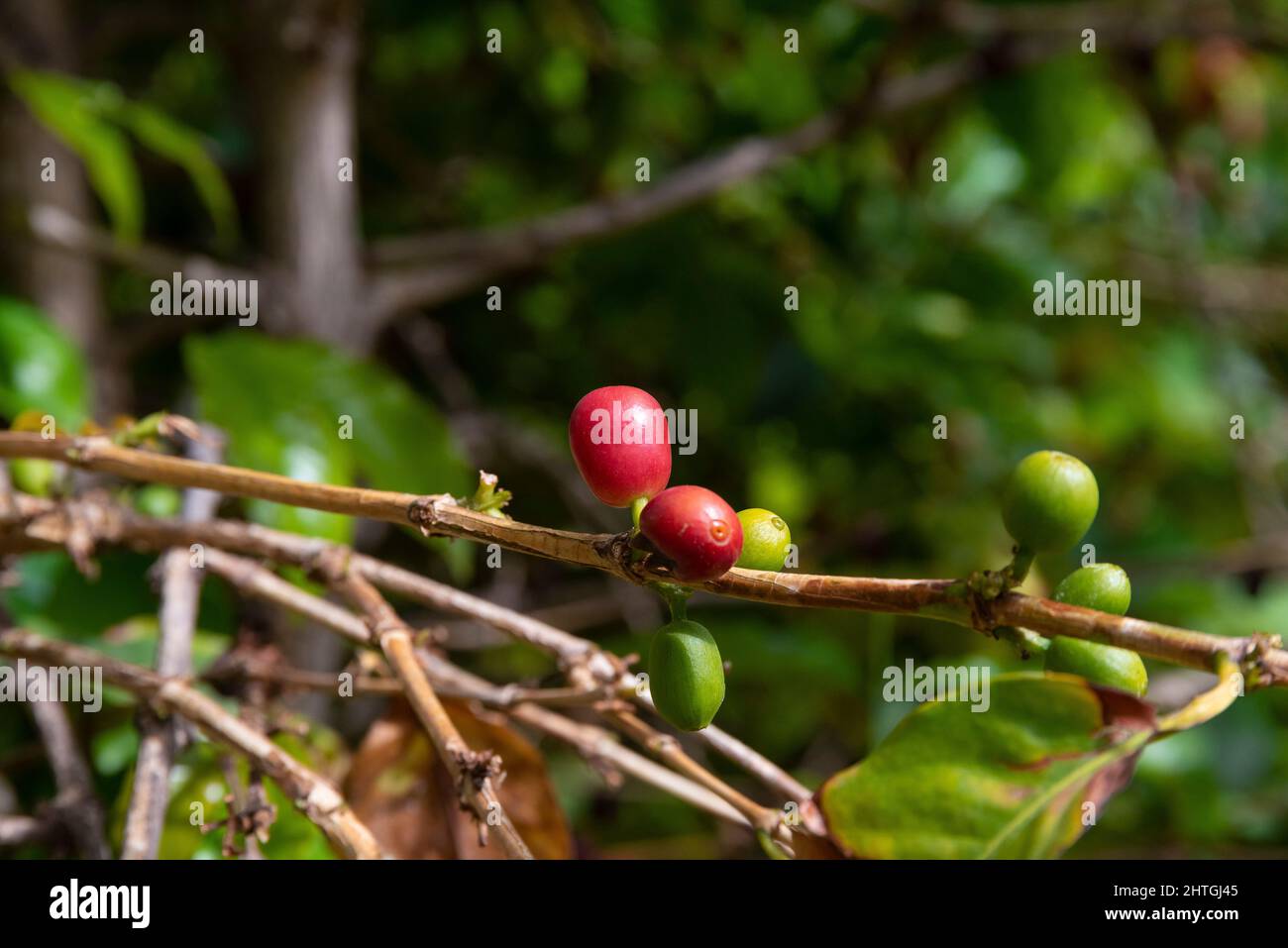 Ecological caffe plantation Stock Photo - Alamy