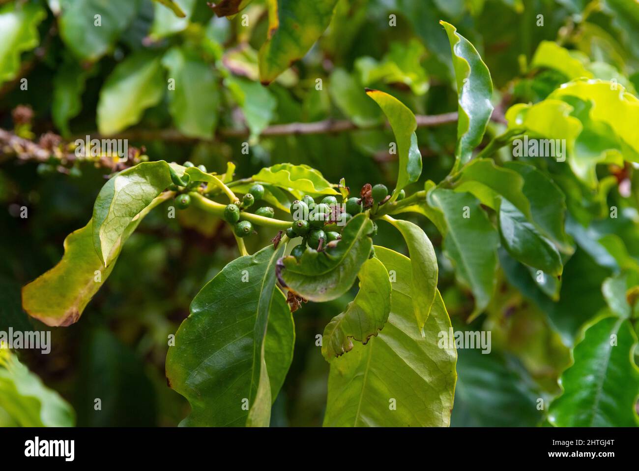 Ecological caffe plantation Stock Photo - Alamy
