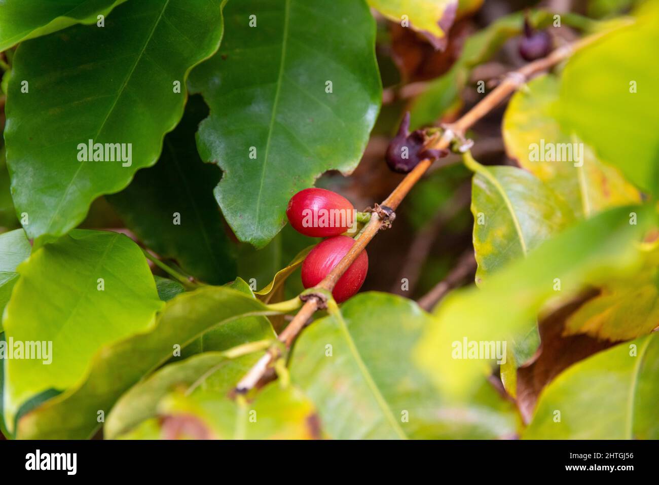 Ecological caffe plantation Stock Photo - Alamy