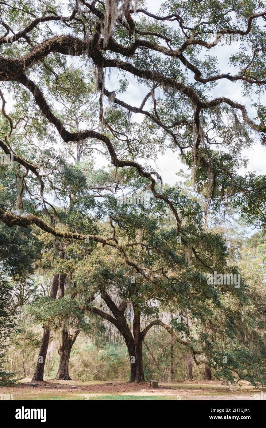 Majestic oak trees are key symbols of the South Carolina lowcountry ...