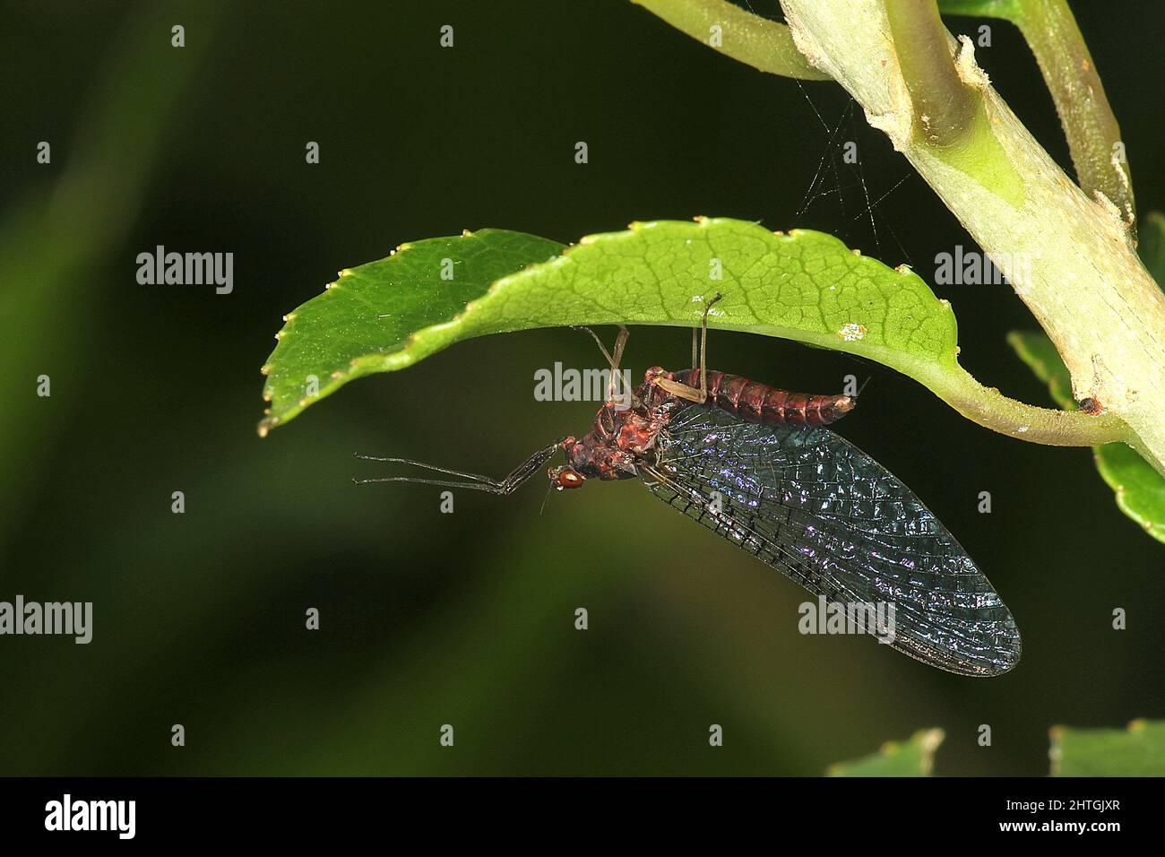Coloburiscus humeralis hi-res stock photography and images - Alamy