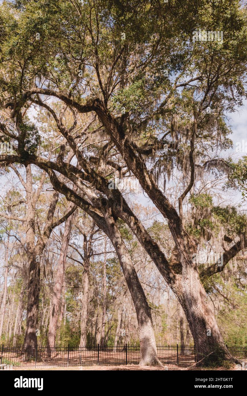 Majestic oak trees are key symbols of the South Carolina lowcountry ...
