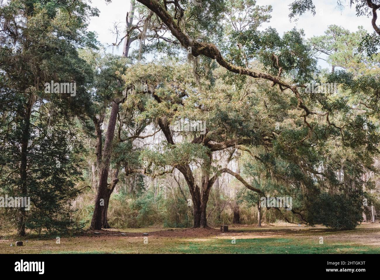 Majestic oak trees are key symbols of the South Carolina lowcountry ...