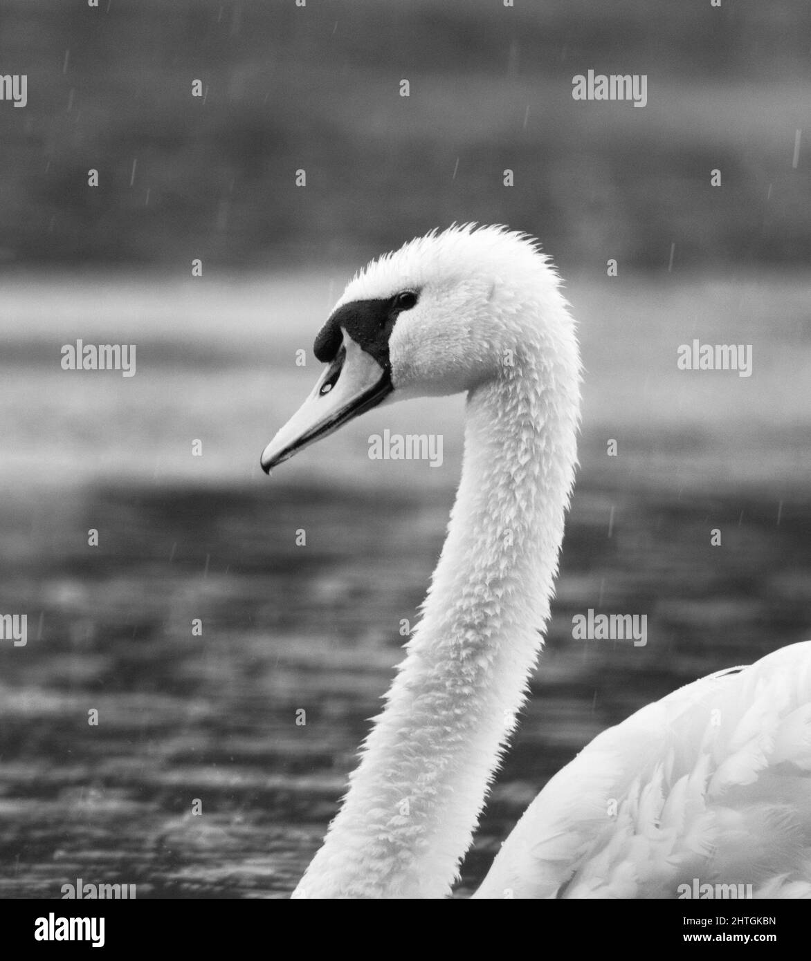Vertical greyscale portrait of a beautiful swan Stock Photo - Alamy