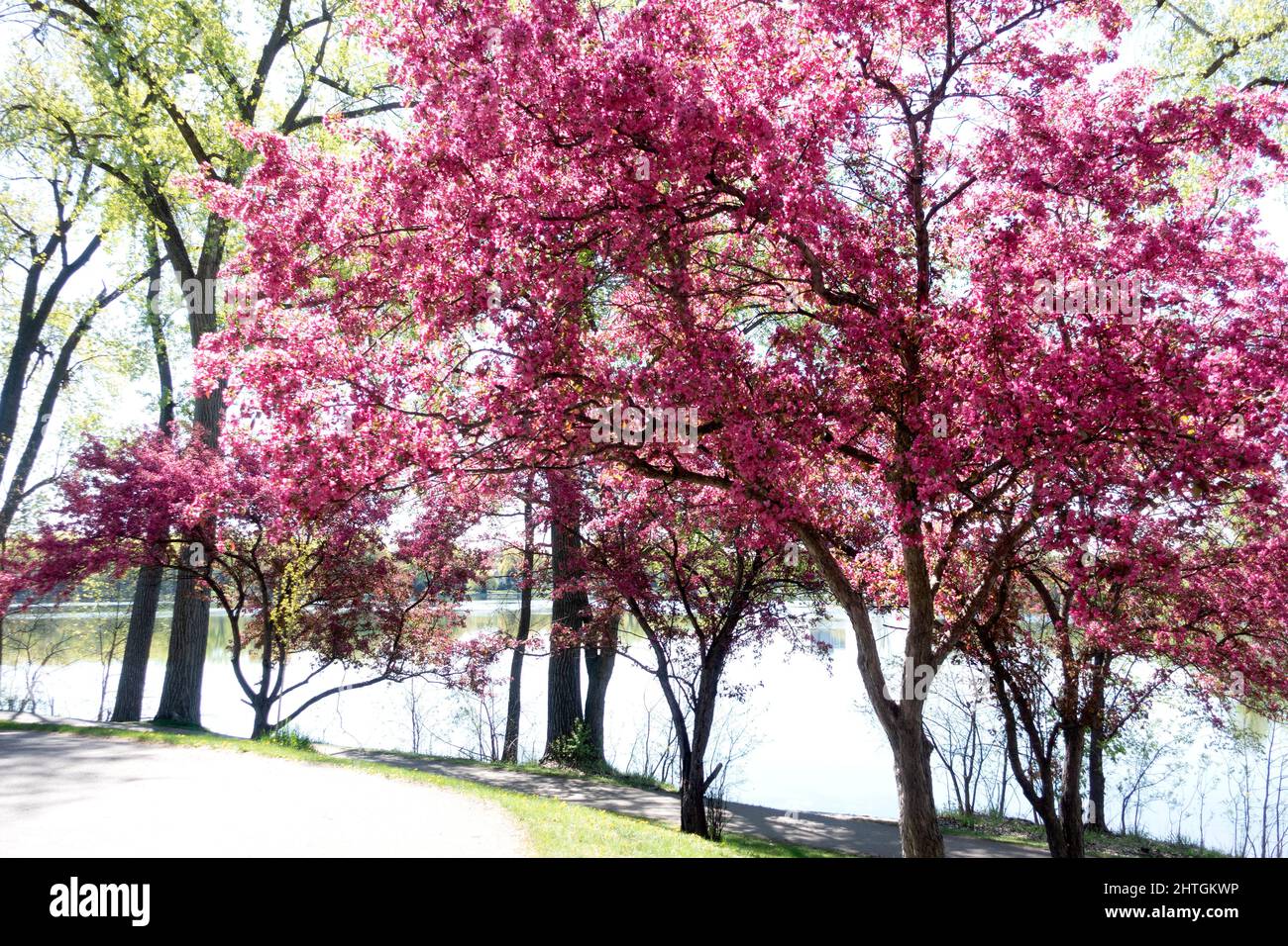 Walking path around Cedar Lake with a border of blooming fruit trees ...