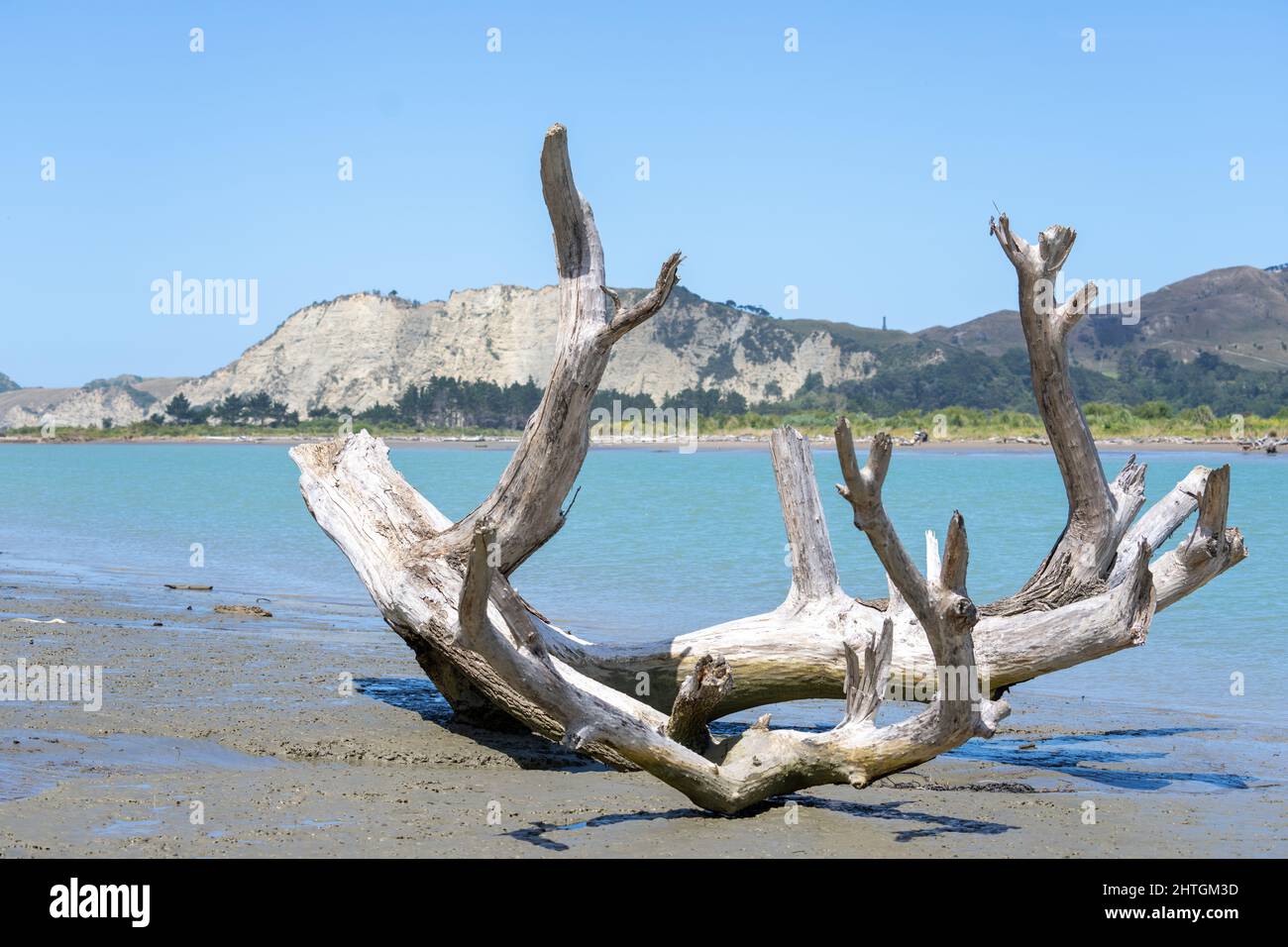 Driftwood log on muddy edge of Uawa River running through township of ...