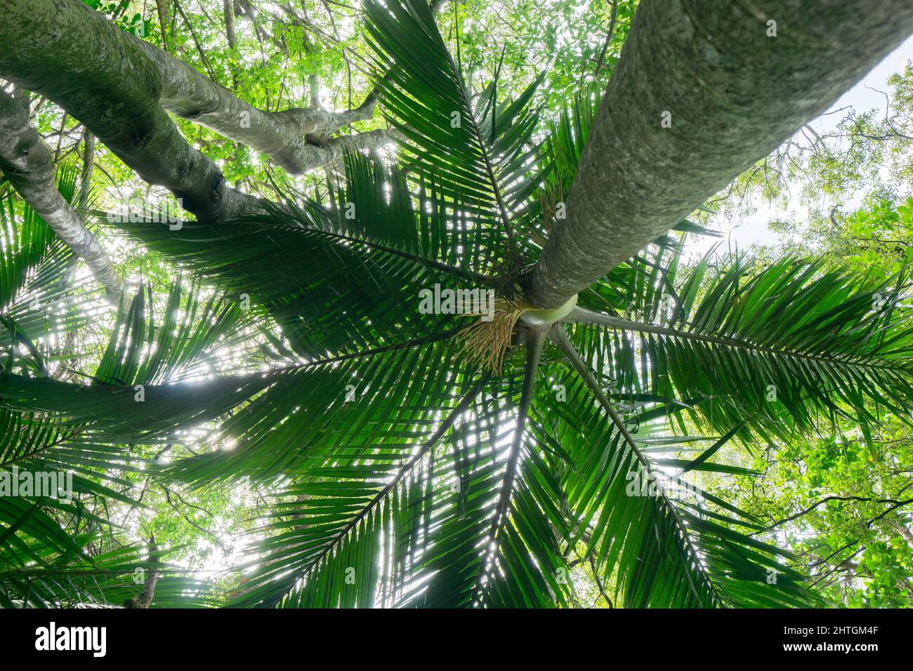 Lush New Zealand bush in Hukutaia Domain Opotiki low point of view ...