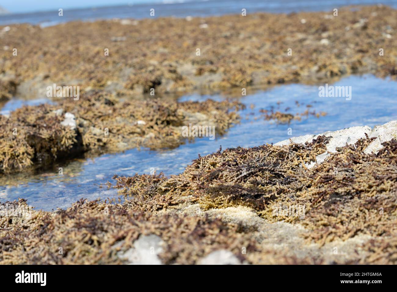closeup of rock-pool encrusted with seaweed, predominantly bubble-weed ...