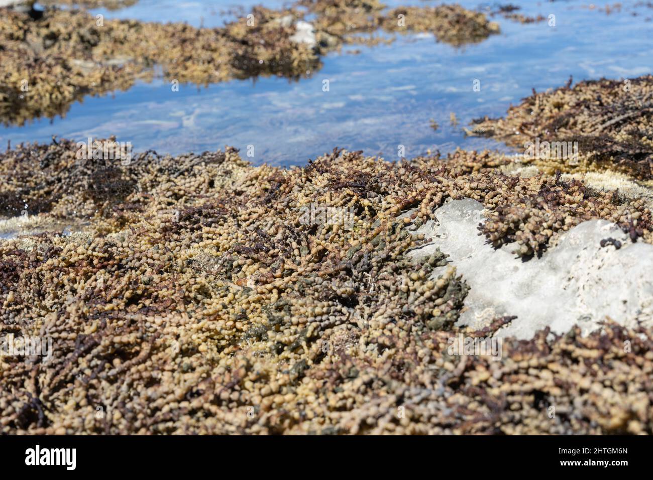 Bubble seaweed hi-res stock photography and images - Alamy