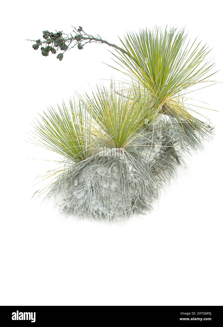 Yucca white sands national monument Cut Out Stock Images & Pictures - Alamy