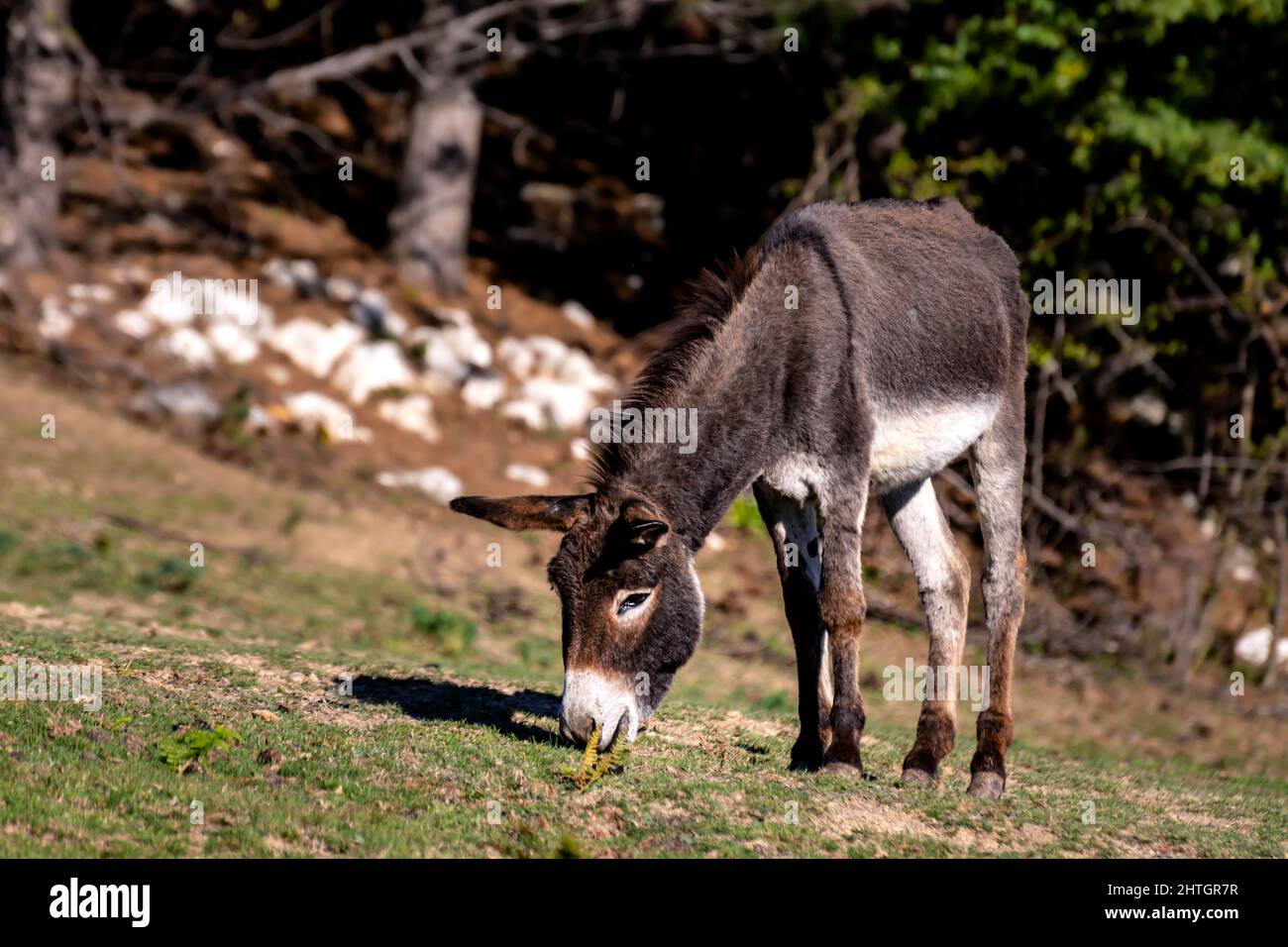 Donkey colt hi-res stock photography and images - Alamy