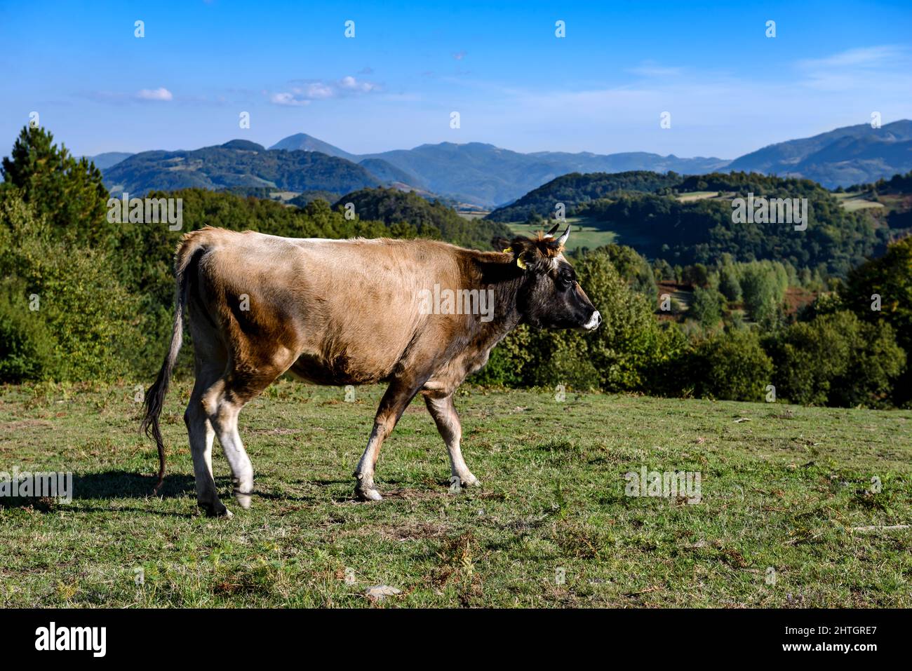Cow on a mountain meadow with blue sky. Indigenous Balkan cattle, Busha ...