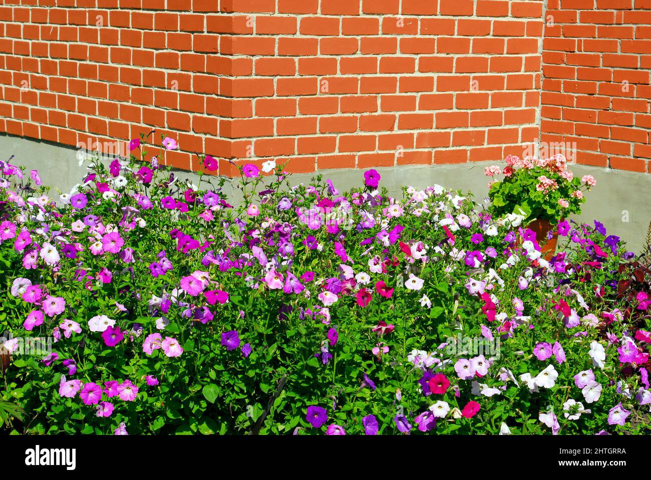 close up Petunia flower in gerden bricks wall decoration Stock Photo ...