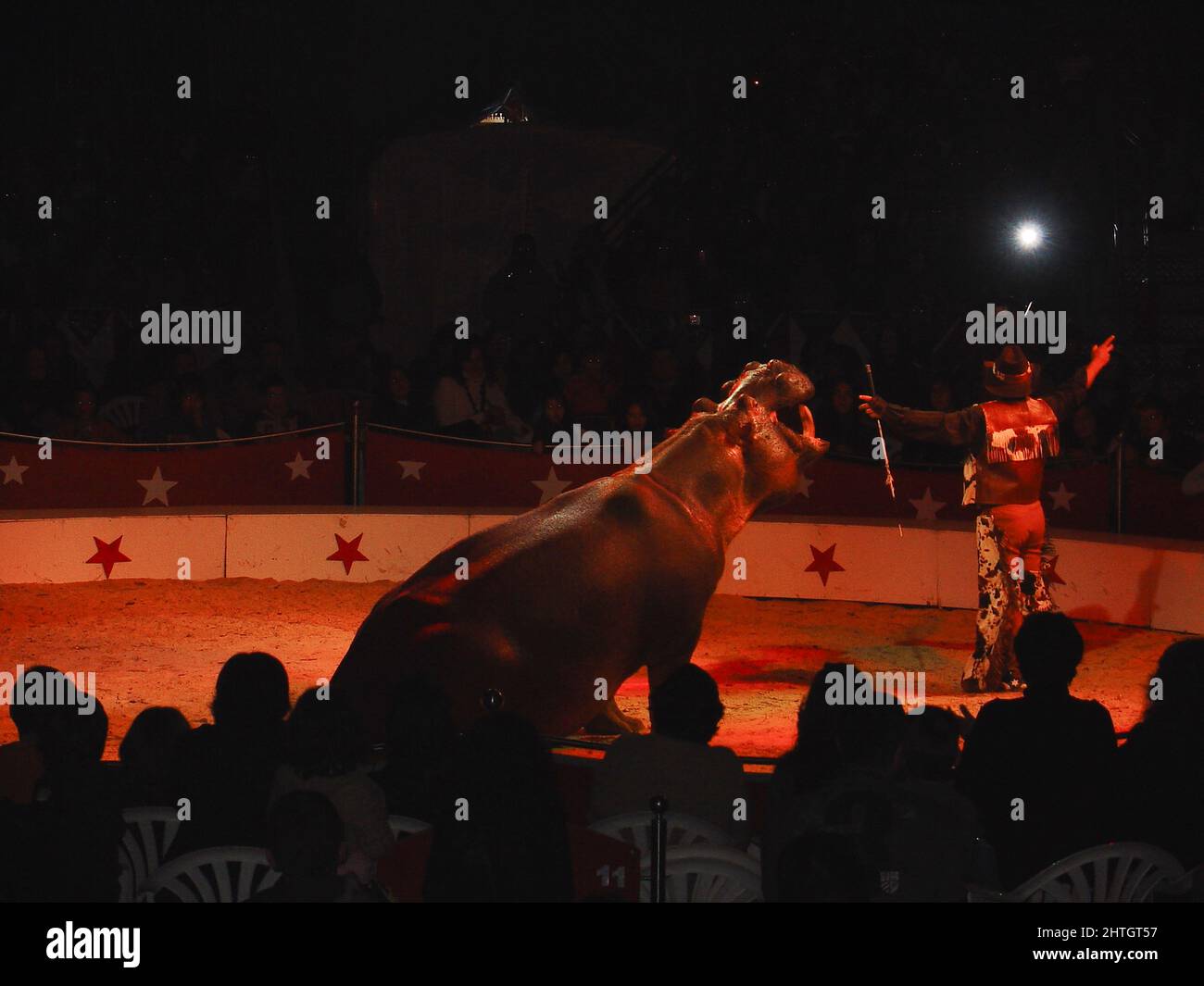 Performing animals hi-res stock photography and images - Alamy