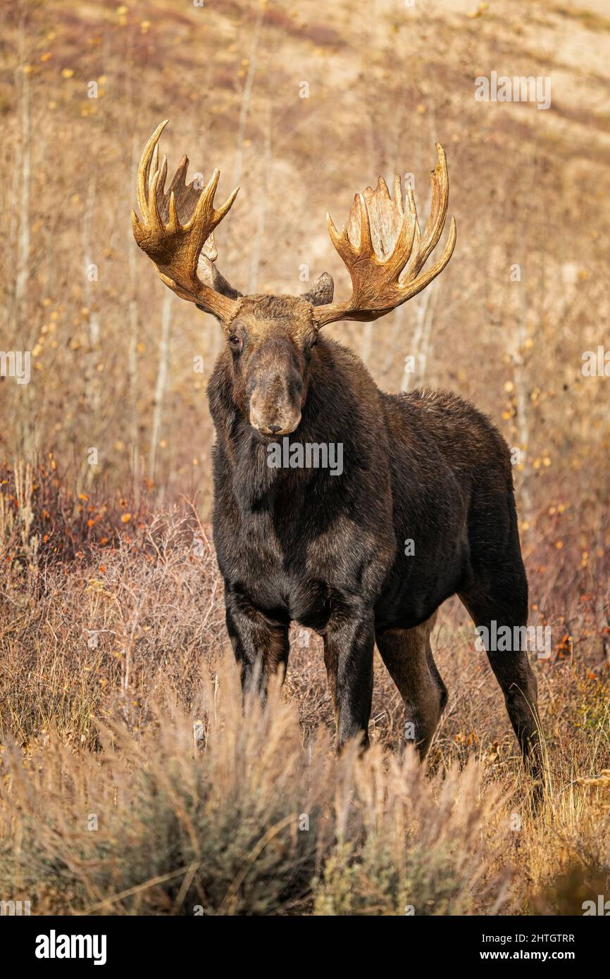 Trophy shiras moose hi-res stock photography and images - Alamy