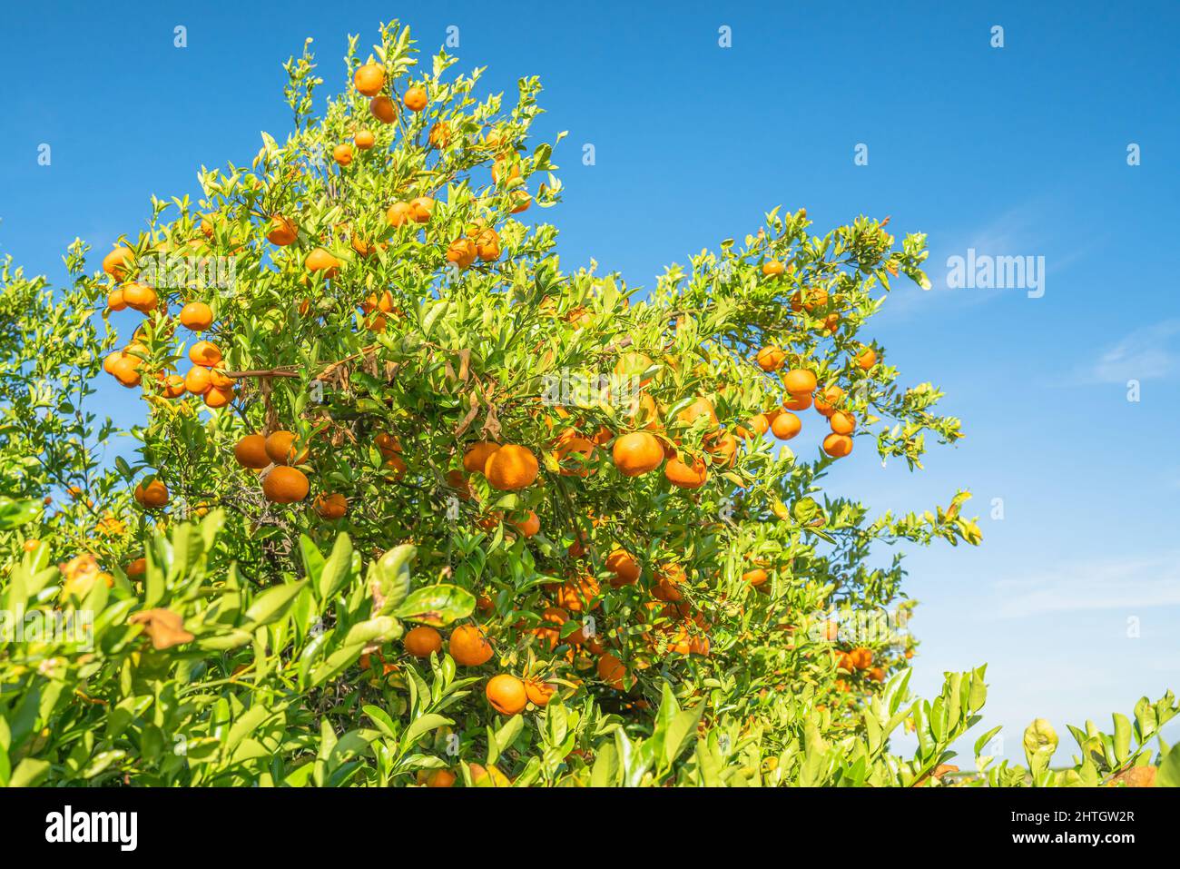 Mandarin trees bearing full grown fruits with clear blue sky background ...