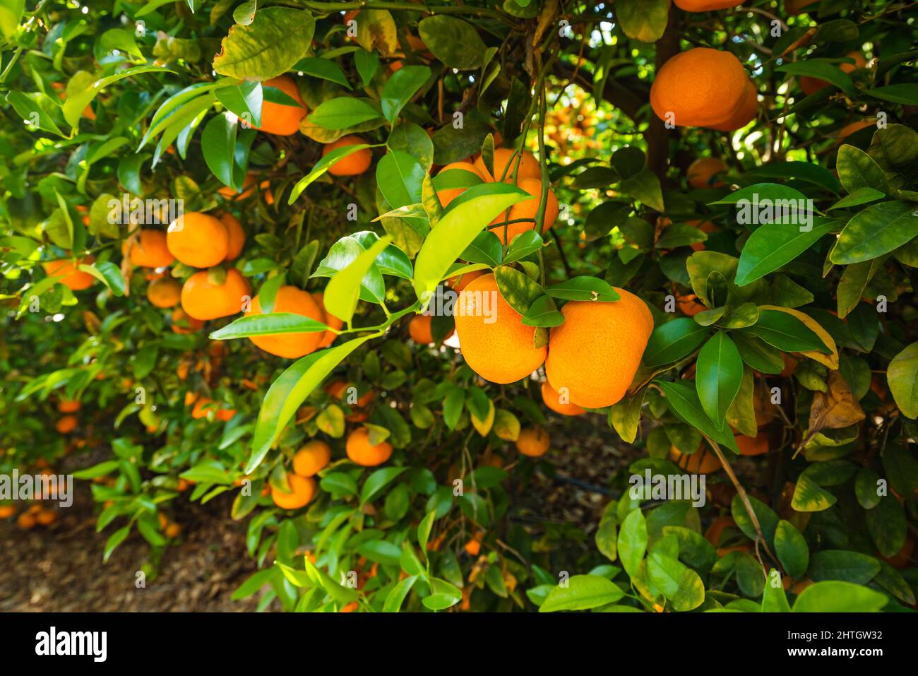 Close up of mandarin tree with ripe fruit and green leaves. Mandarin ...