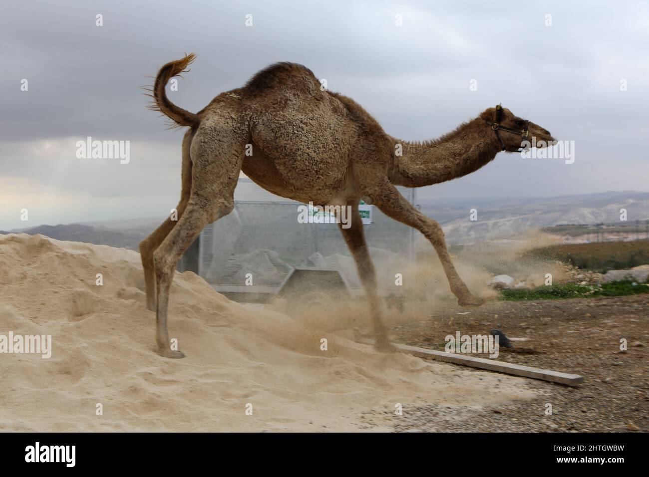 Portrait of a camel in nature farm landscape Stock Photo - Alamy
