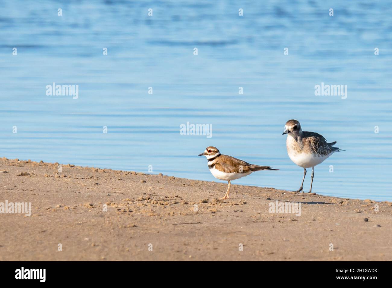Black-bellied plover and killdeer birds on the beach. Guadalupe-Nipomo ...