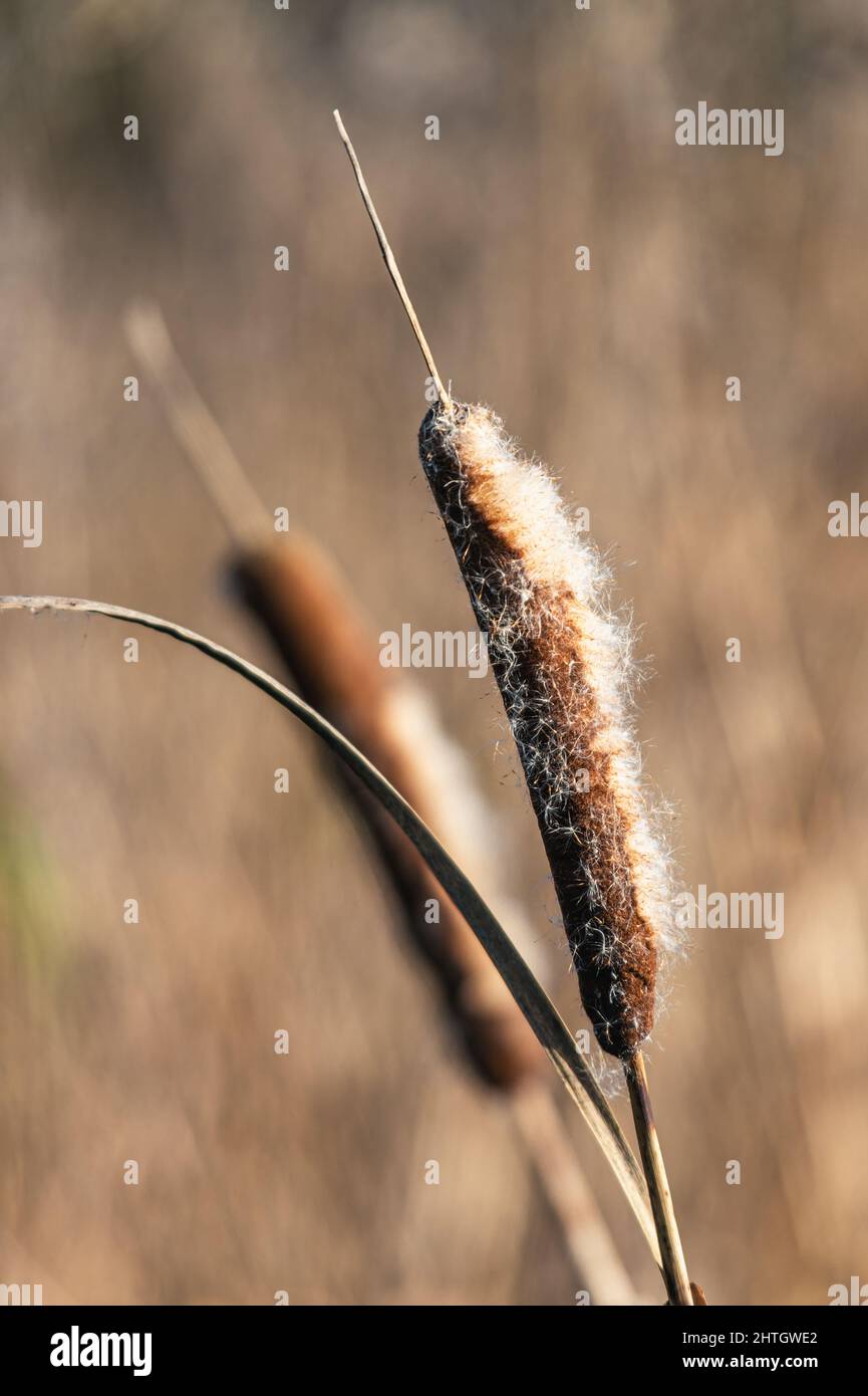 Bulrush flower hi-res stock photography and images - Alamy