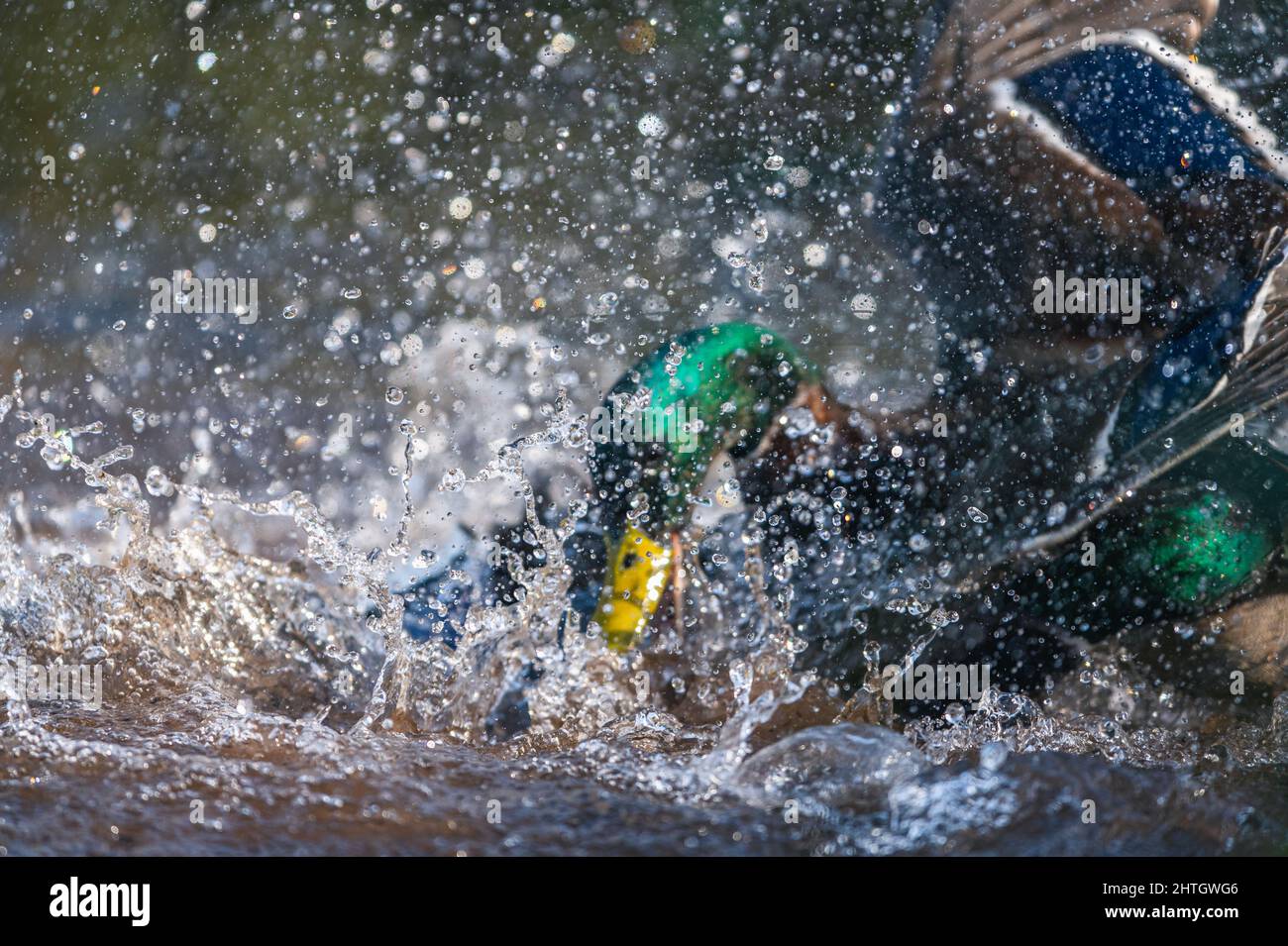 Mallard Duck, Anas platyrhynchos, wild ducks in combat action and ...