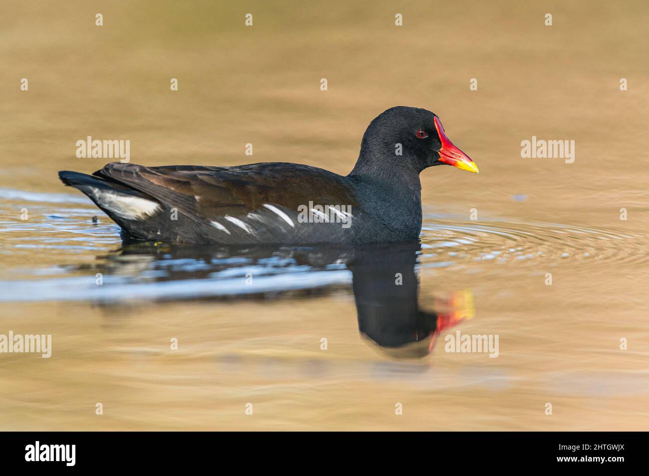 Marsh hen hi-res stock photography and images - Alamy